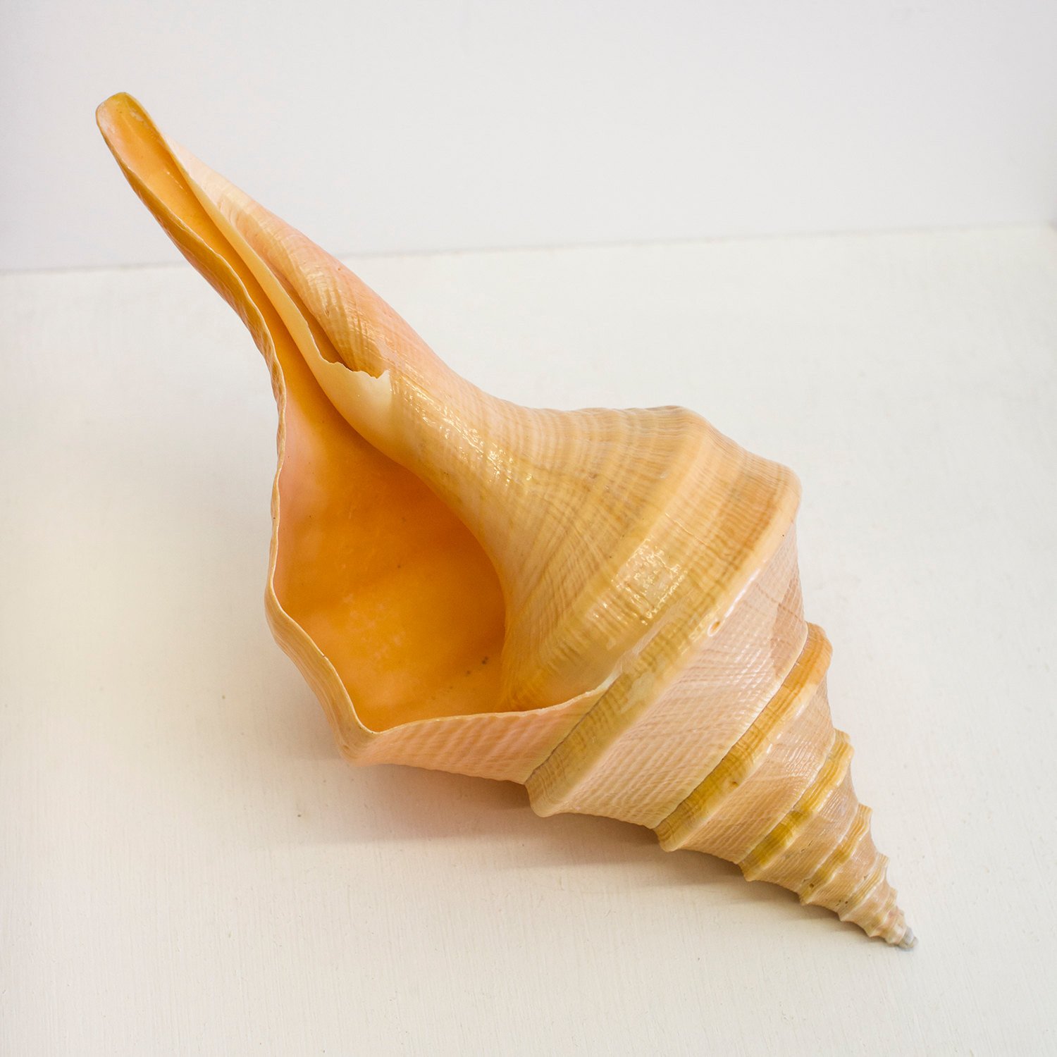 Large Syrinx Shell 45-50cm+ Large Collectors Sea Shell - Giant Shell ...