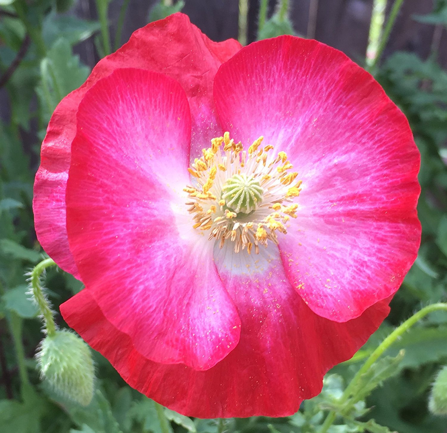 Texas Corn Poppy Poppies Mix Papaver Rhoeas Premium Seed Packet ...